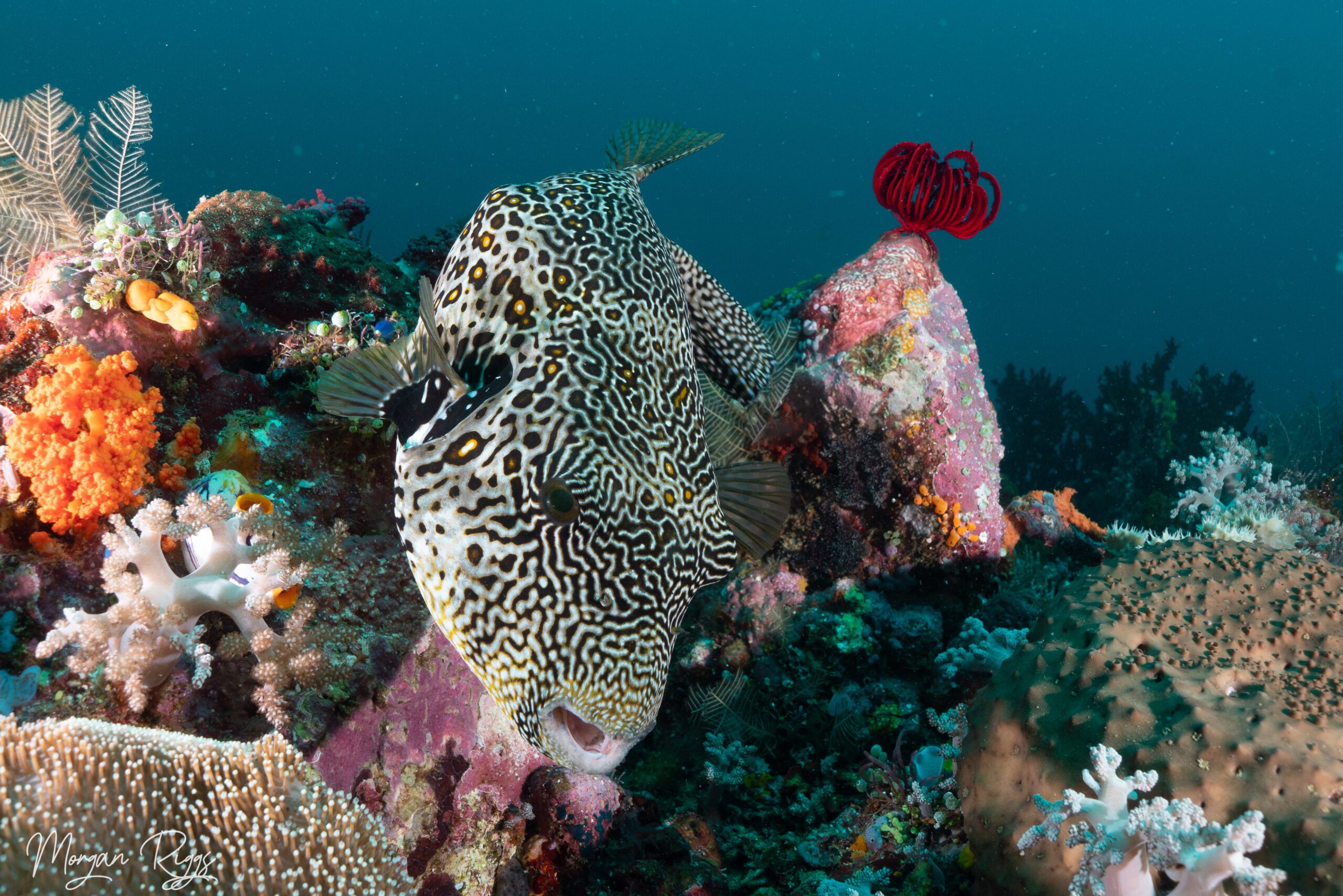 Things you never knew: 7 Facts about Pufferfish in North Sulawesi