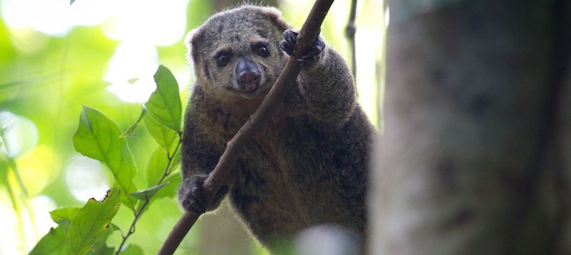 The Sulawesi Bear Cuscus at Murex Bangka Resort