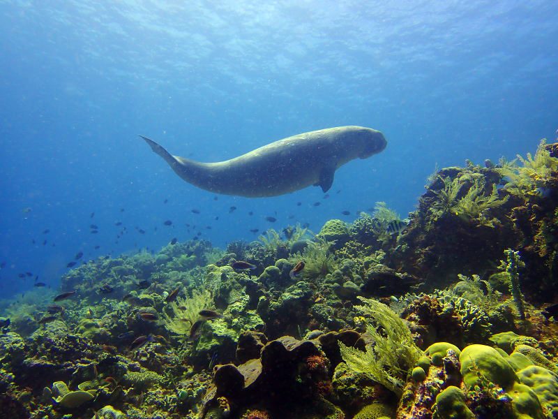 What is the Difference Between a Dugong and a Manatee?