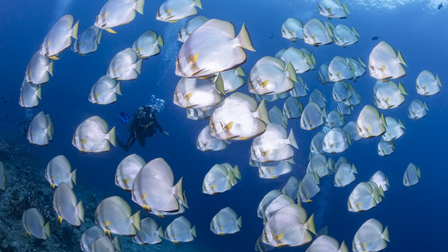 Conservation Success Story: Dr. Batuna & Bunaken Marine Park – North ...
