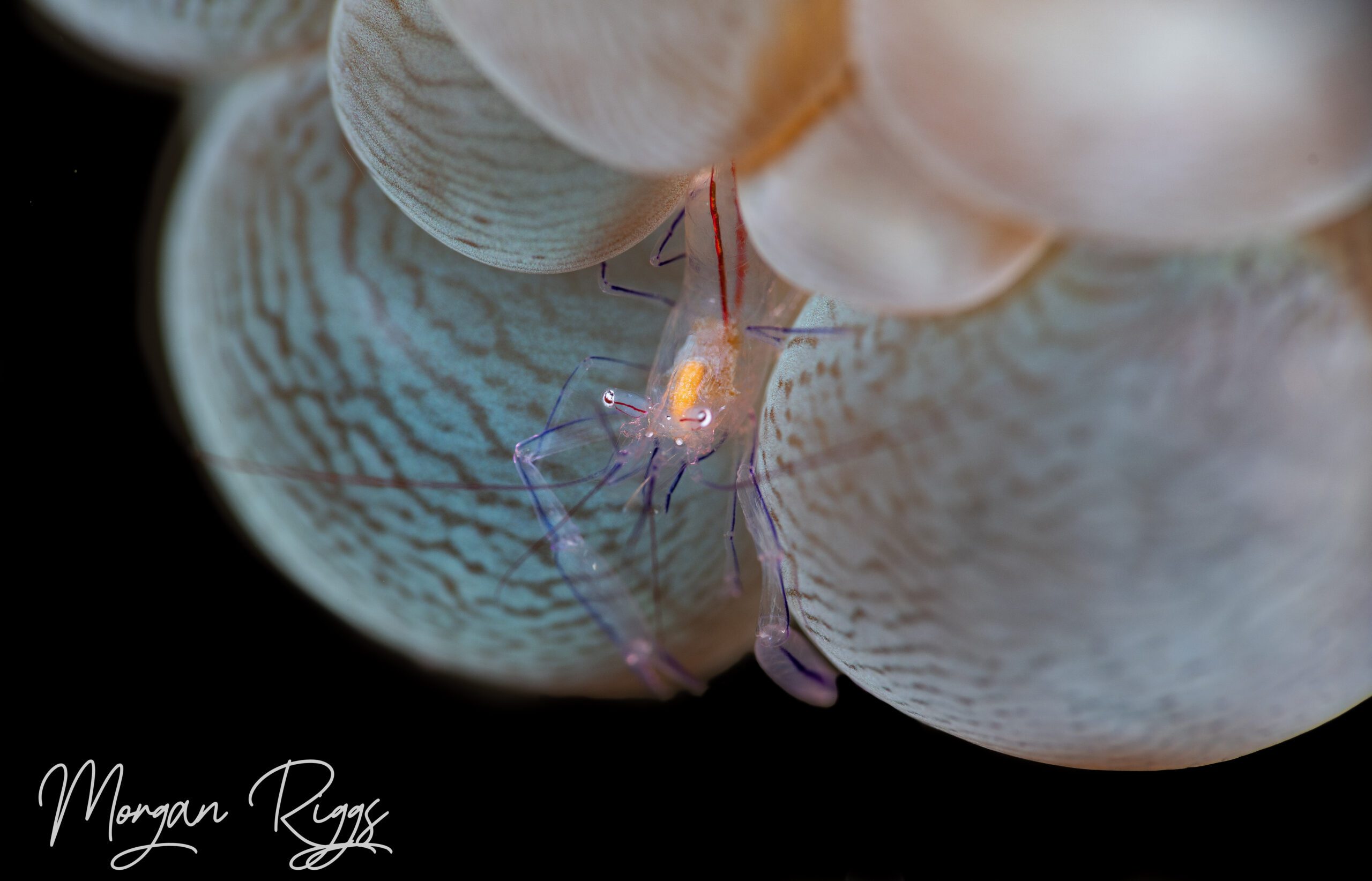 Coral Shrimp: Jewels of North Sulawesi's Waters - Murex Resorts