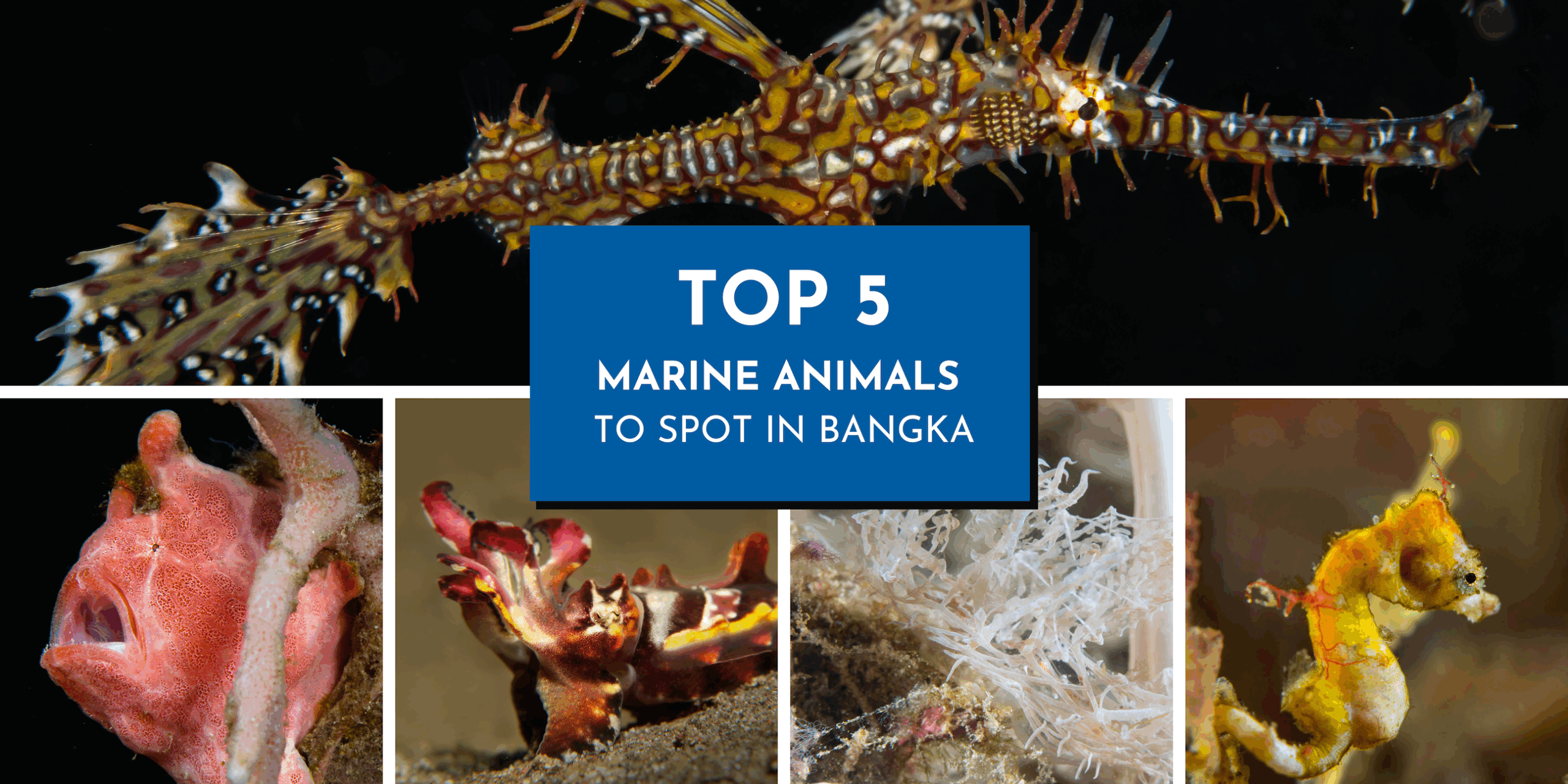 Top 5 Marine Animals to Spot on Your Scuba Diving Trip to Bangka ...